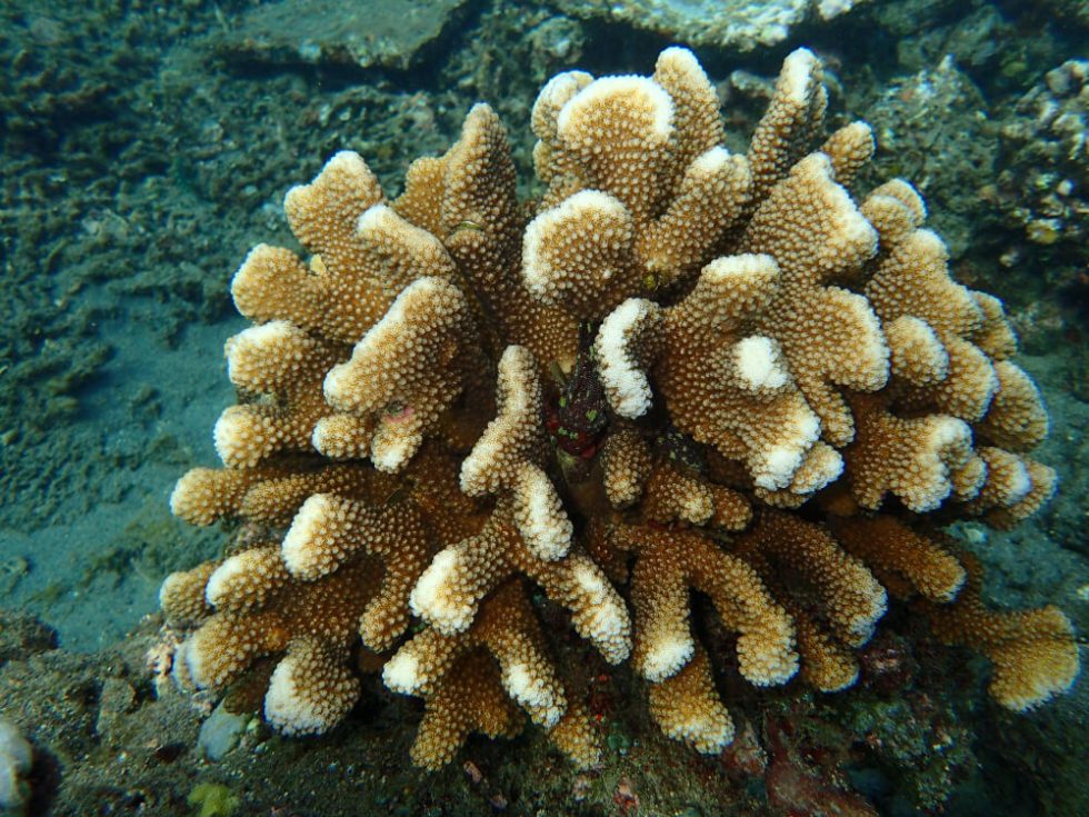 Korallzátony: Mi a korall, mit kell tudni róla? (képekkel)