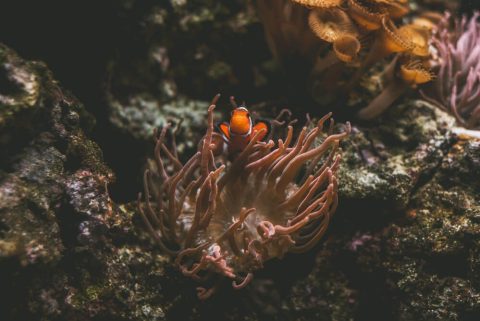 Korallzátony: Mi a korall, mit kell tudni róla? (képekkel)