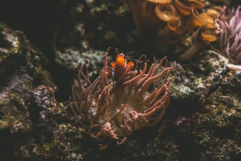 Korallzátony: Mi a korall, mit kell tudni róla? (képekkel)