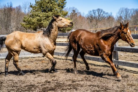 Pej ló jelentése - MyFish